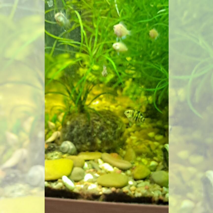 Сапфировый и платиновые попугай