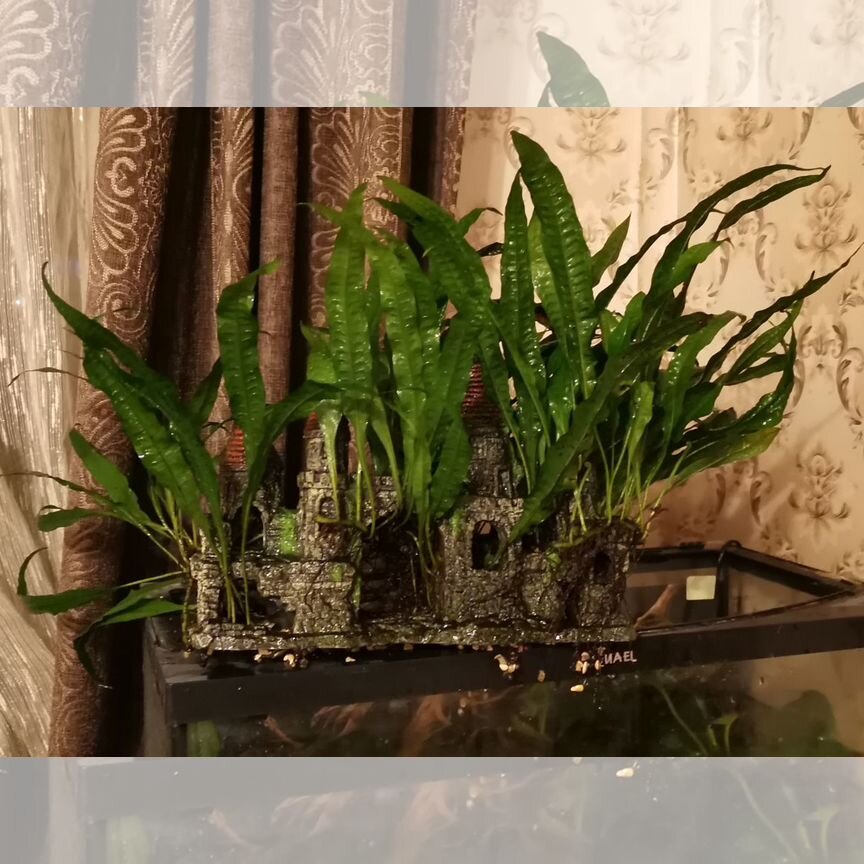 Аквариумные растения