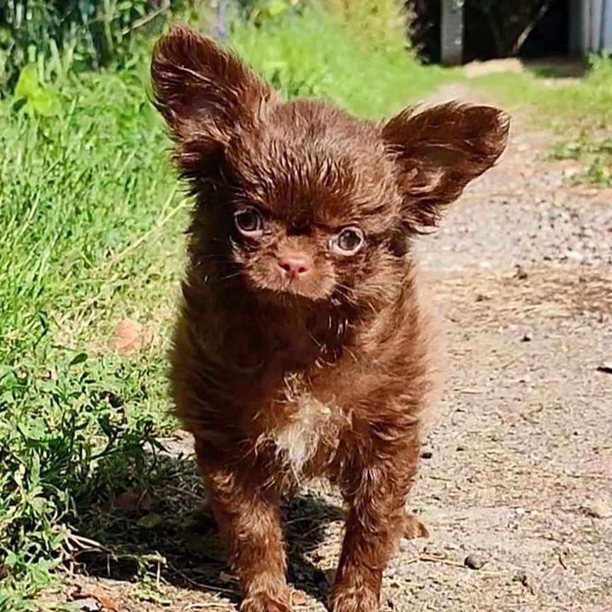 Красотка Чи