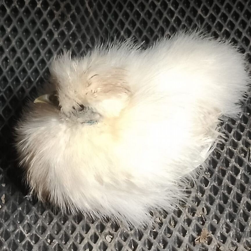 Цыплят китайские шёлковые