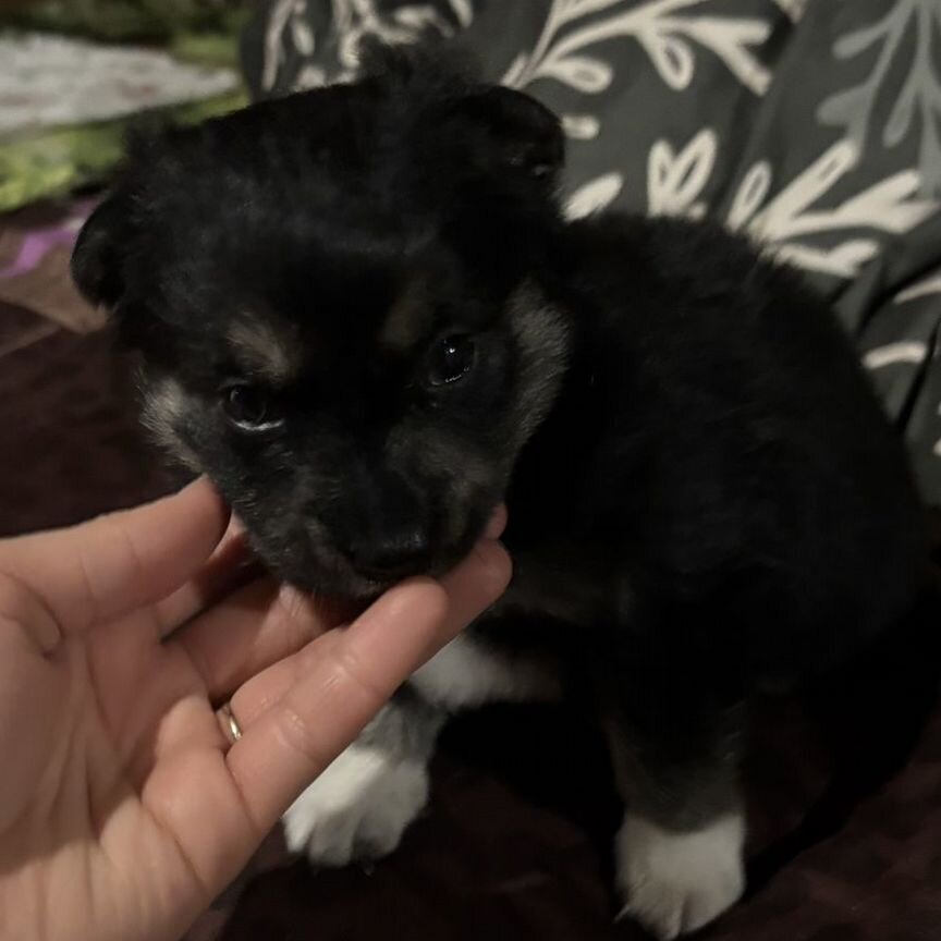 Щенок в добрые руки