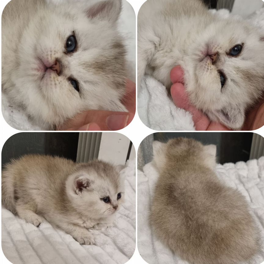 Котята готовы к переезду BRI