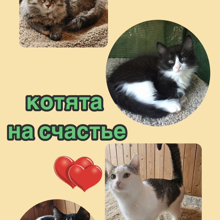 Котята в дар