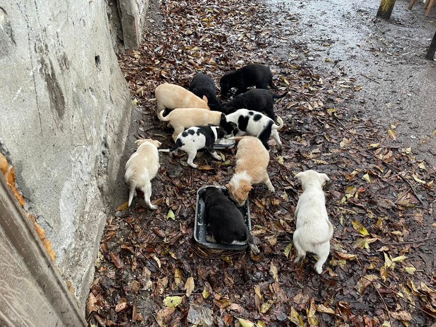 Двенадцать кутят в сарае