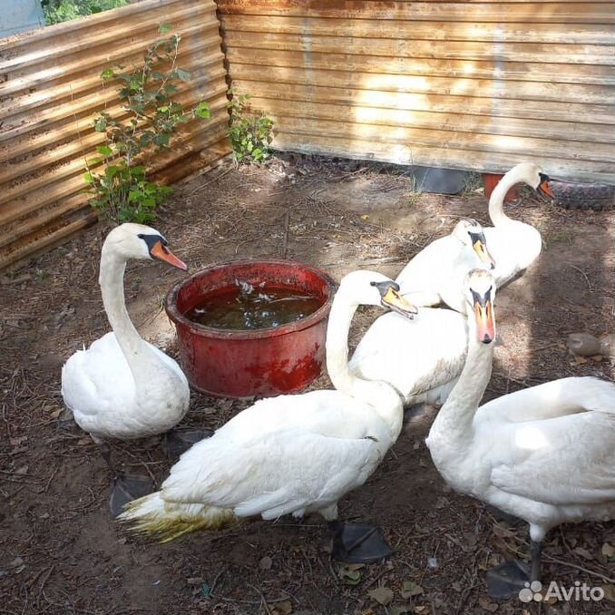 Белые лебеди