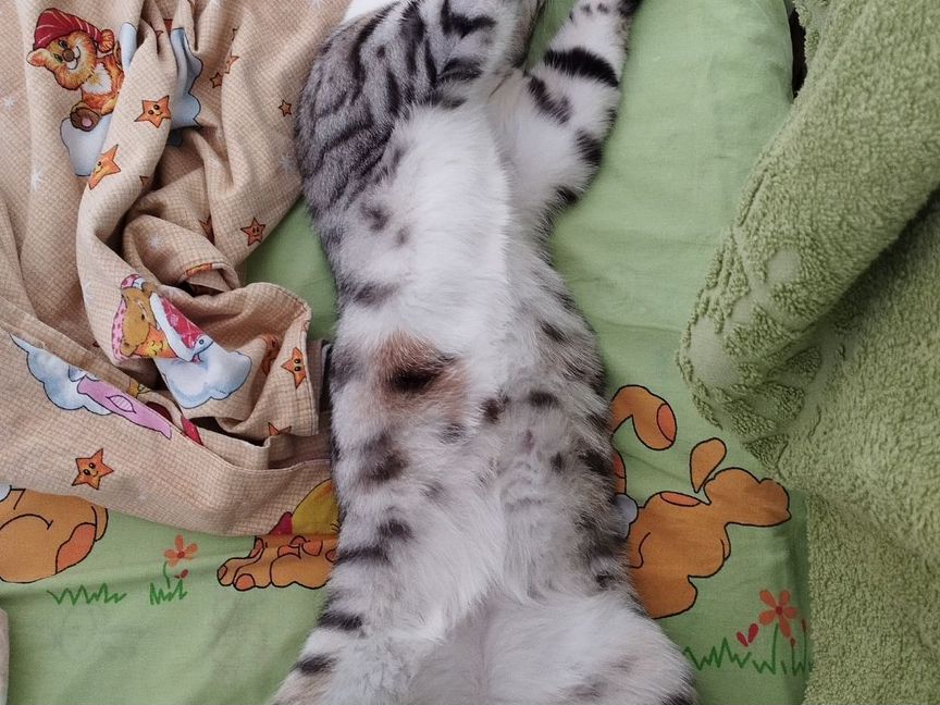 Кошка в дар бесплатно