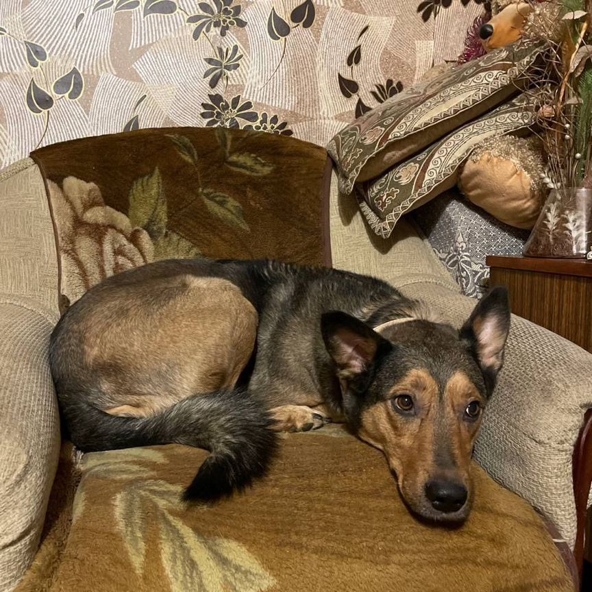 Собака в добрые руки отдам бесплатно