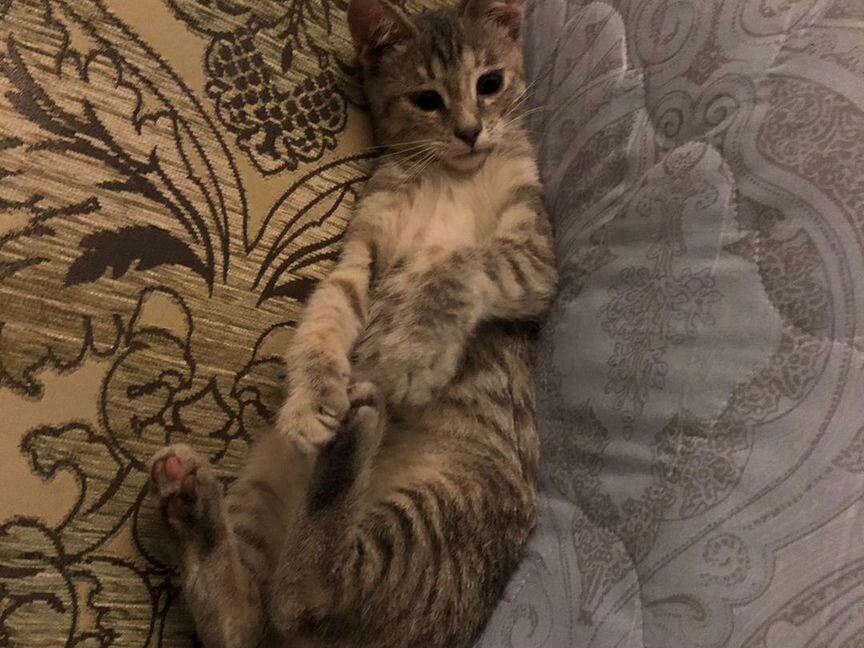 Молодая кошка ищет дом