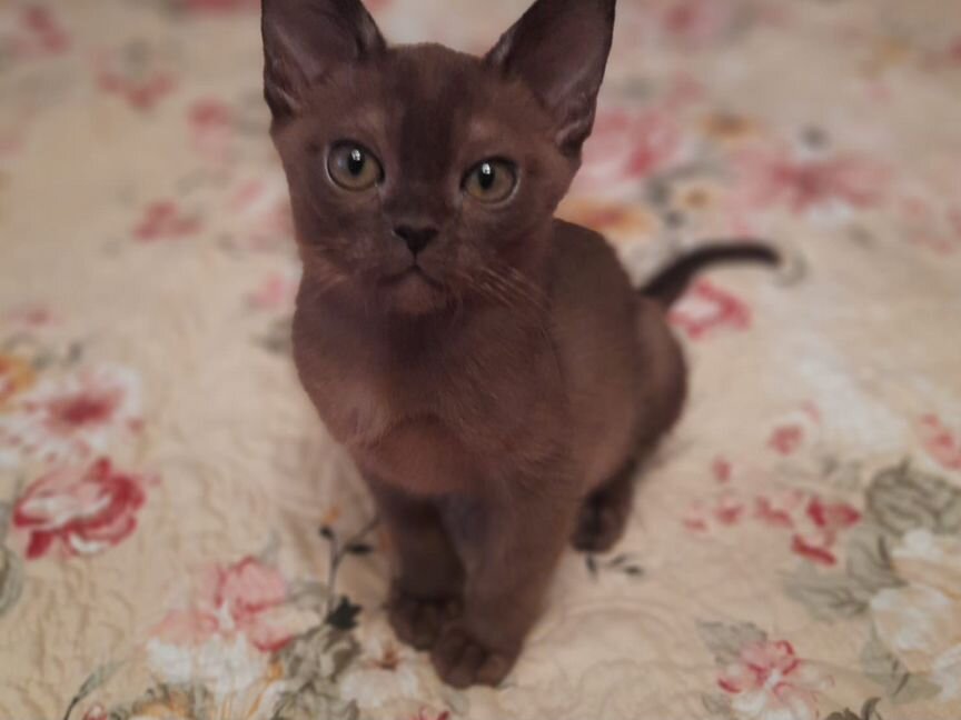 Бурманские котята