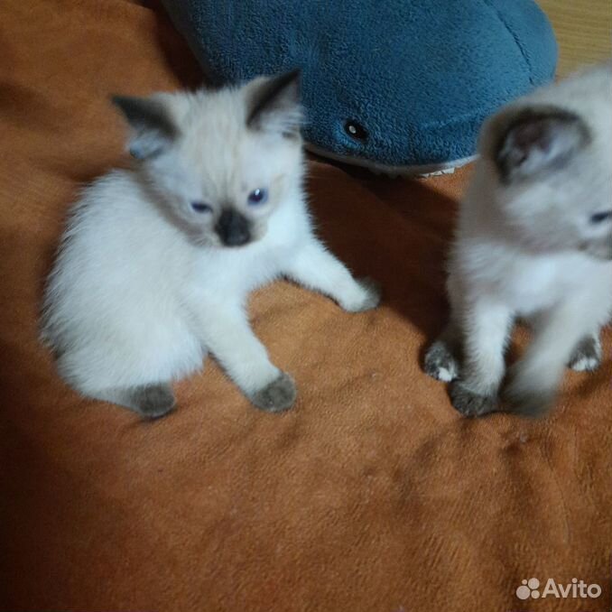 Сиамские котята отдам бесплатно