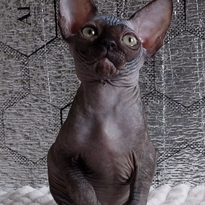 Канадский сфинкс девочка