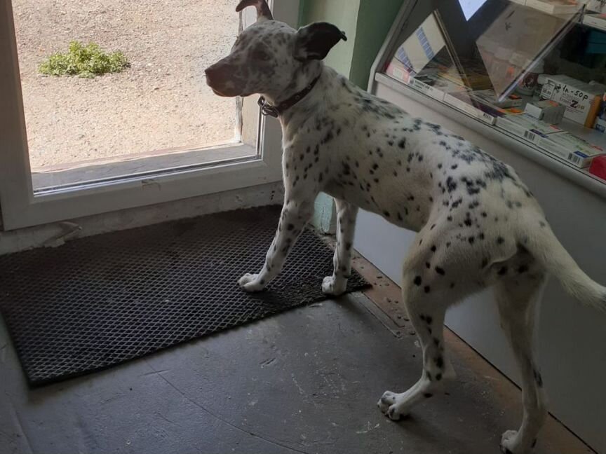 Долмаатинец в добрые руки