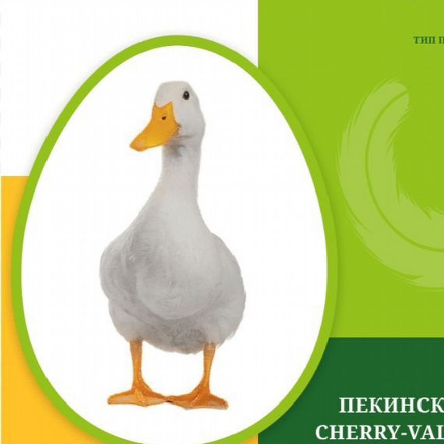Бройлерные утята Черри Велли Большое Болдино
