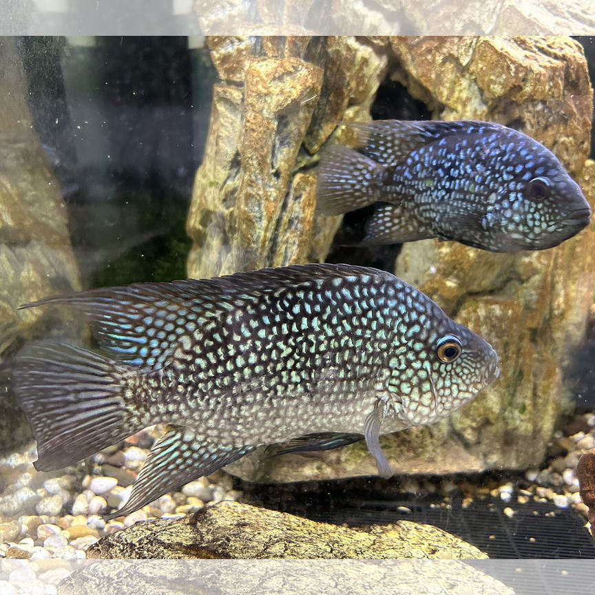 Бриллиантовая цихлазома мальки