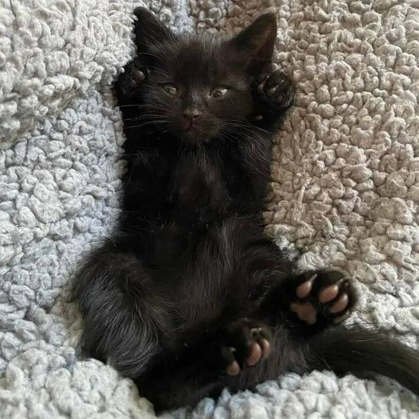 Котёнок от частного владельца