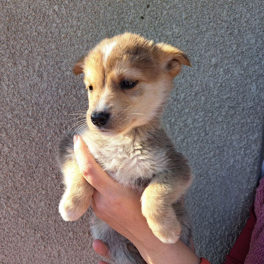 Щенки в добрые руки