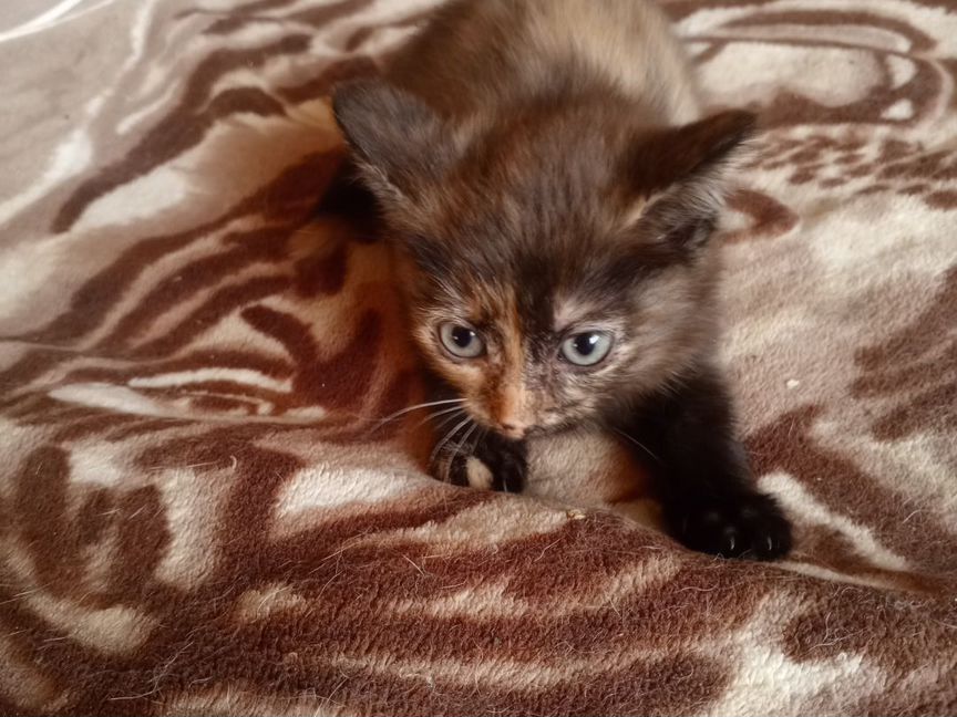 Котенок девочка в добрые руки мать манькунь