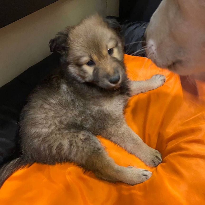 Малыш Винни ищет семью