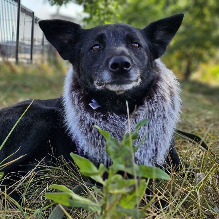 Маленькая собака в добрые руки