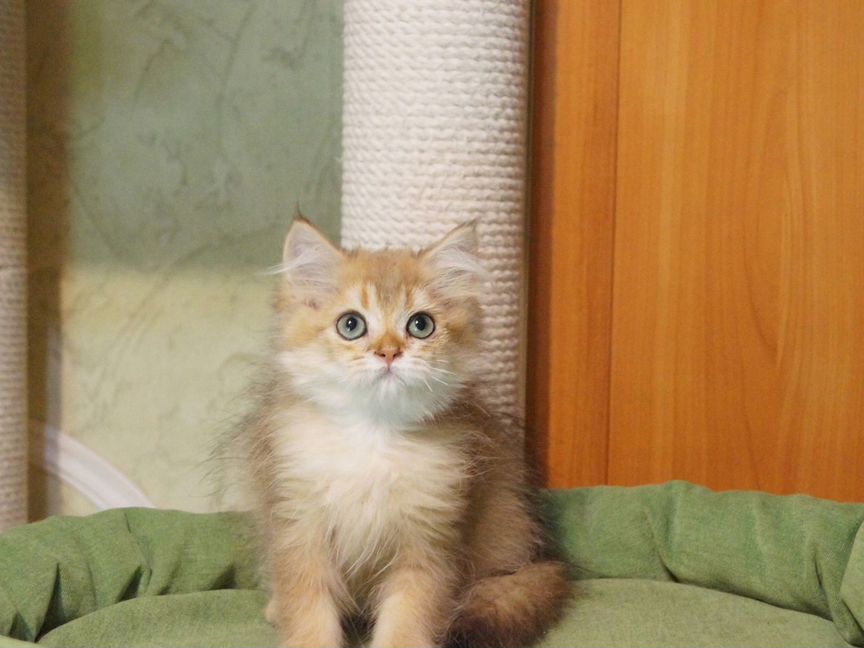 Котик длинношерстный золотая шиншилла