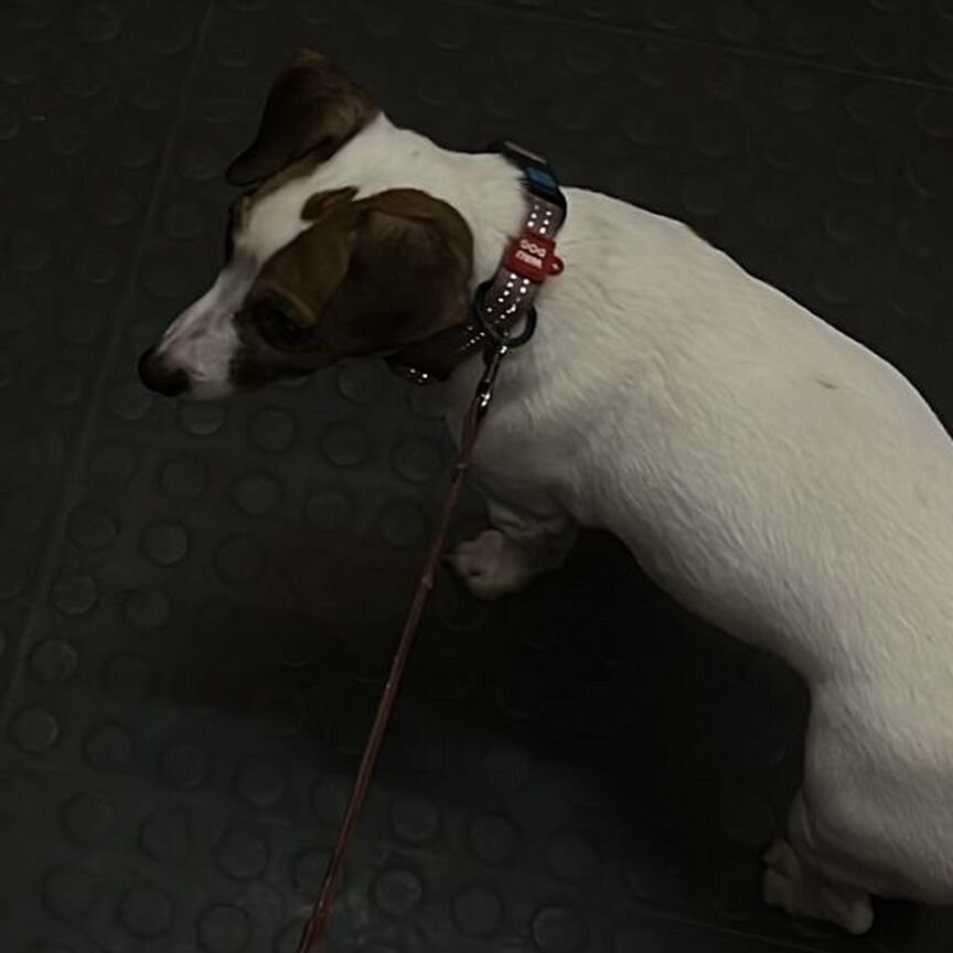 Джек-рассел-терьер, взрослая собака