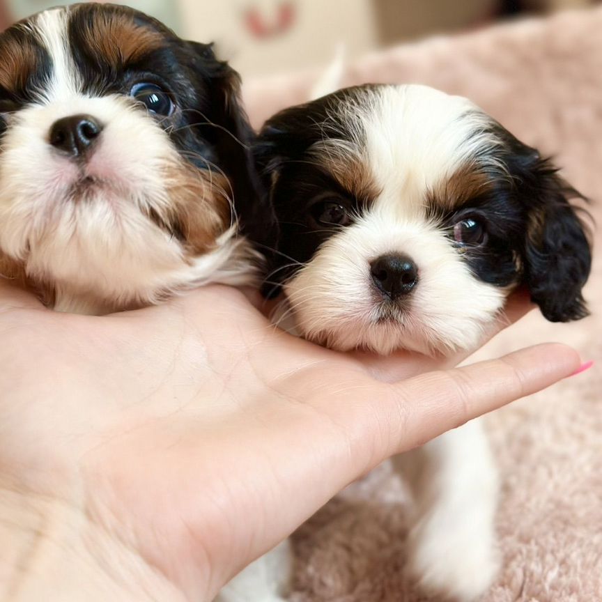 Кавалер кинг-чарльз-спаниель, щенок