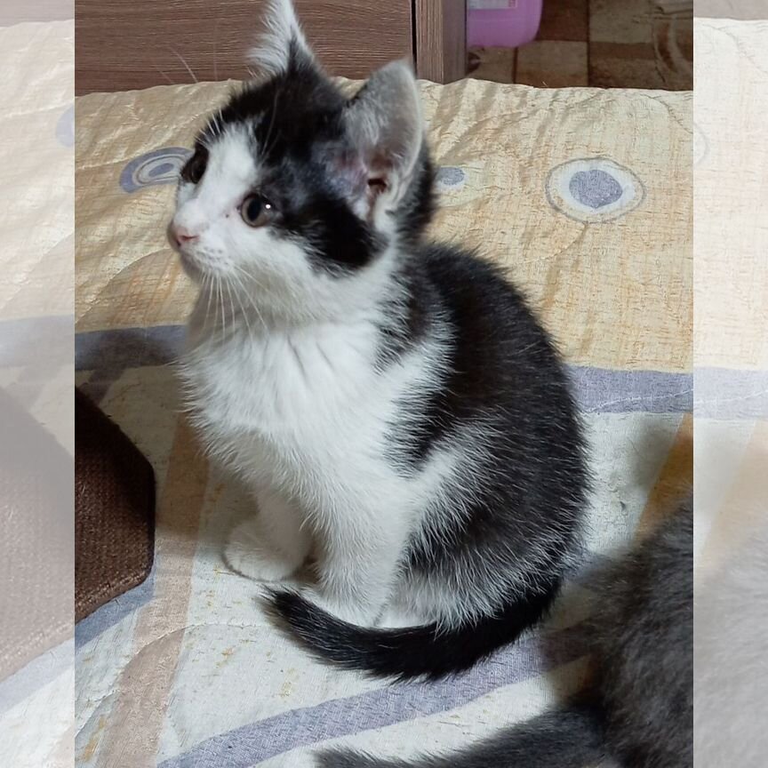 Котёнок в добрые руки