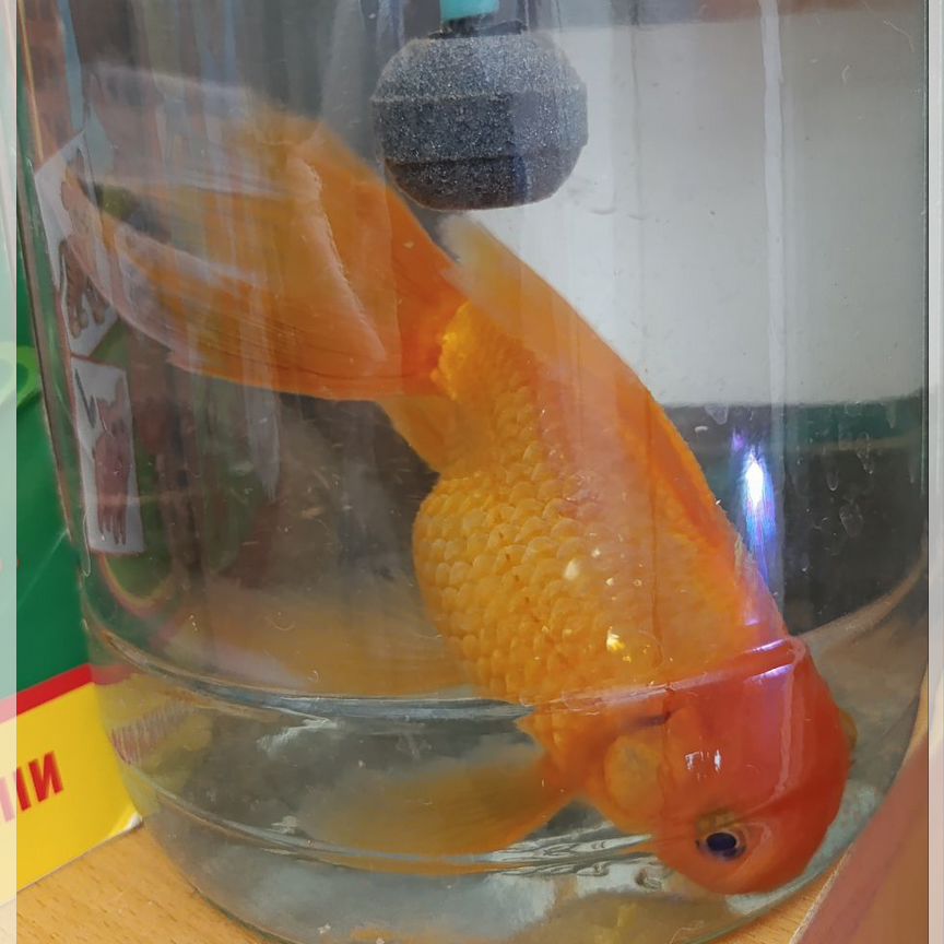 Золотая вуалевая рыбка