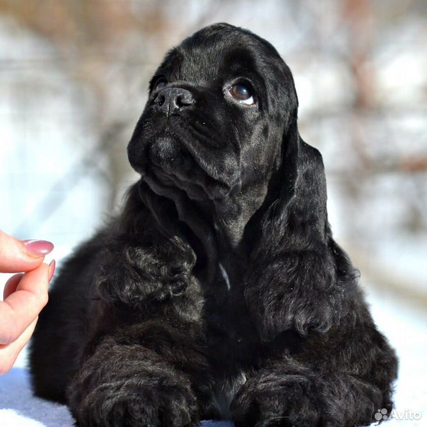 Черный мальчик амкокера