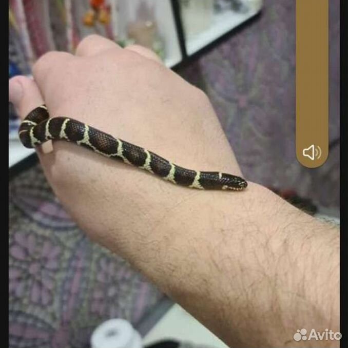 Королевская змея