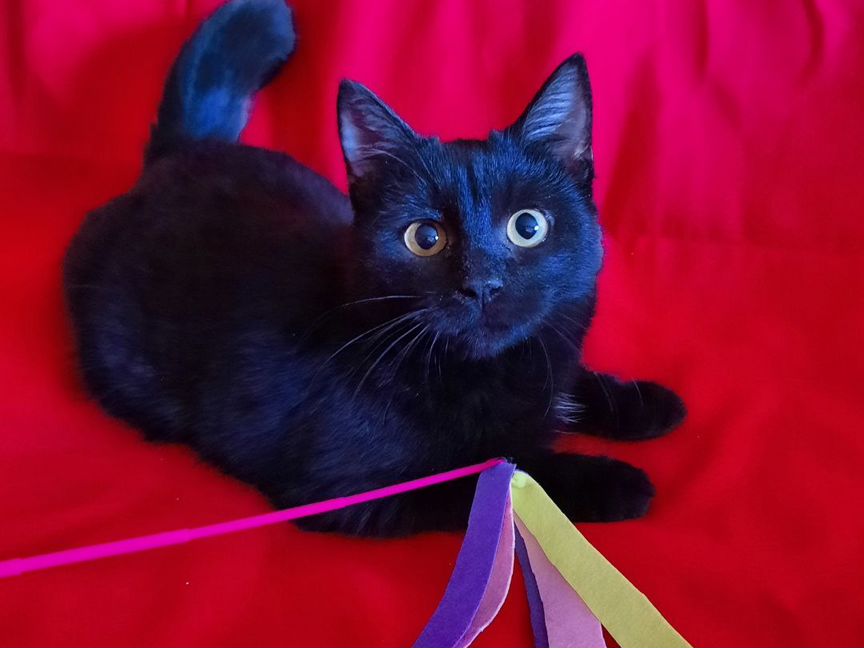 Кошечка 6 мес. бесплатно