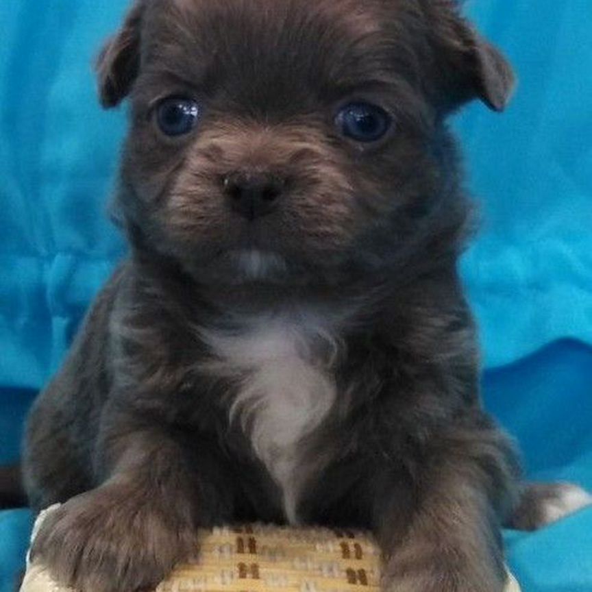 Щенки чихуахуа длинношерстные