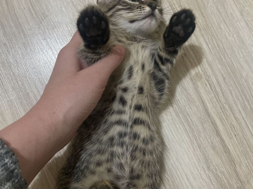 Кошечка котенок