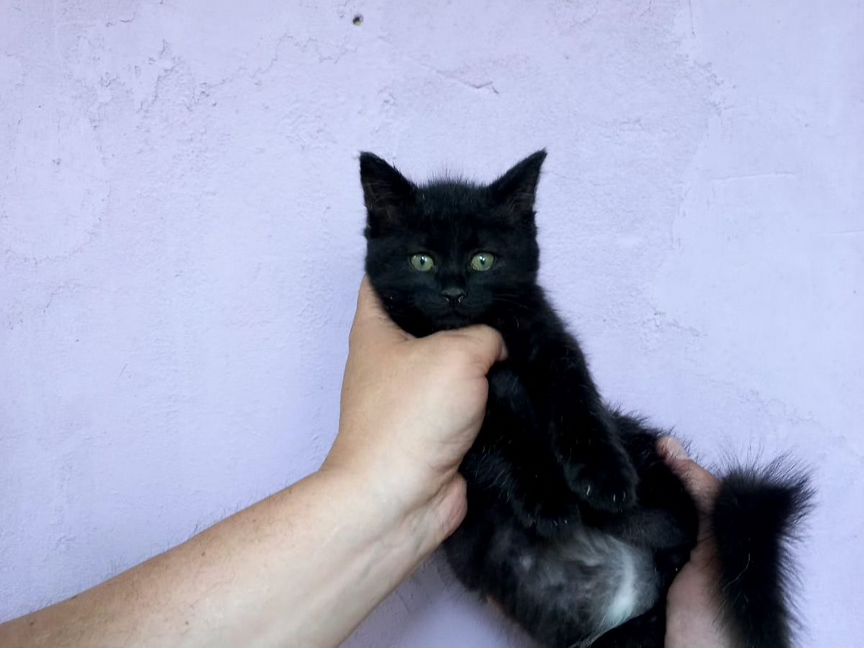 Котенок Миша в добрые руки