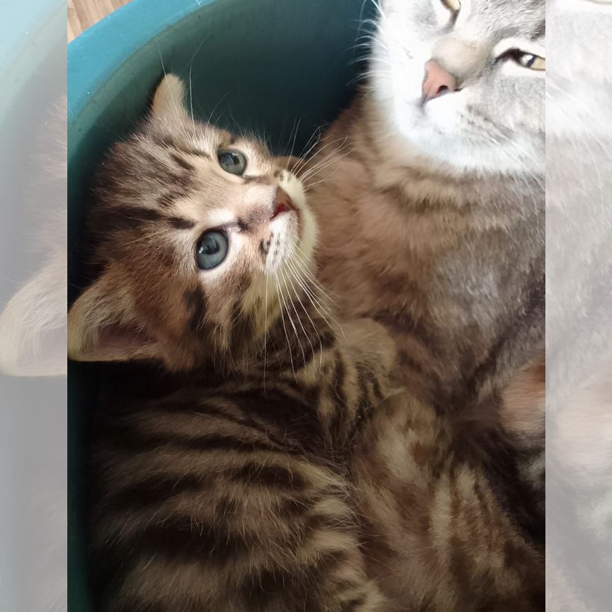 Котёнок от частного владельца