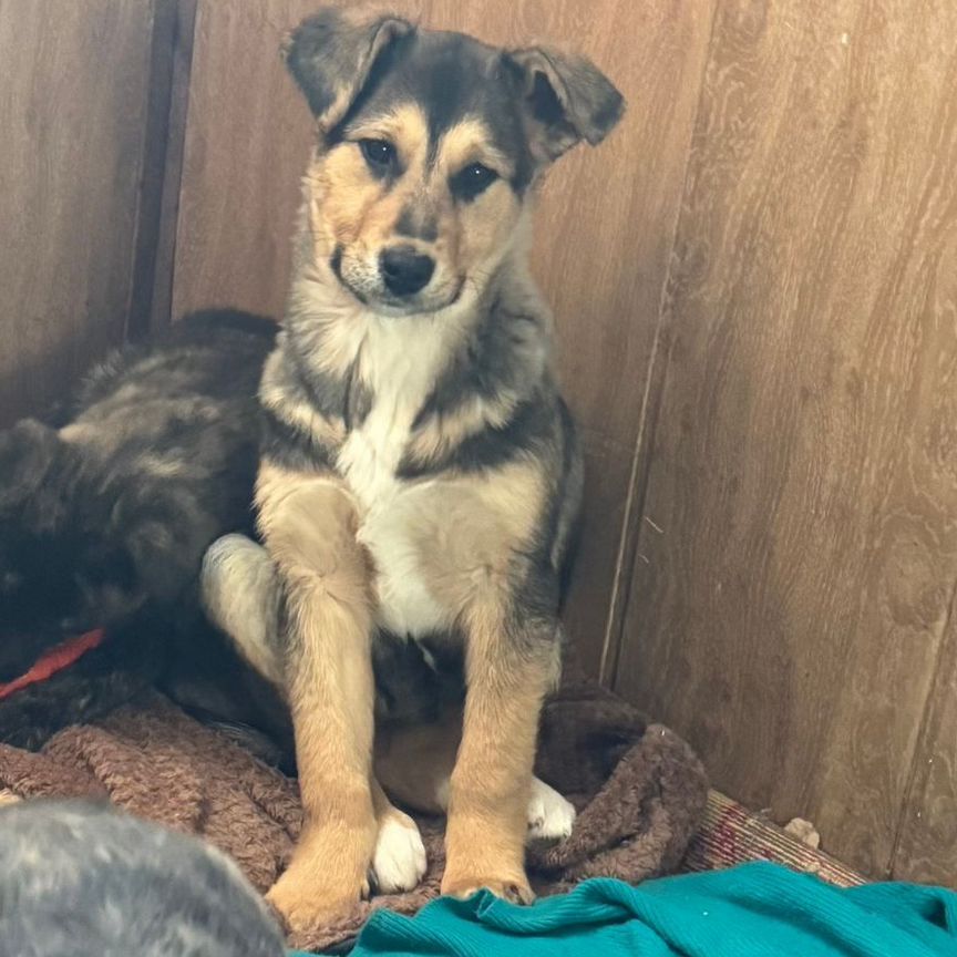 Щенок в добрые руки