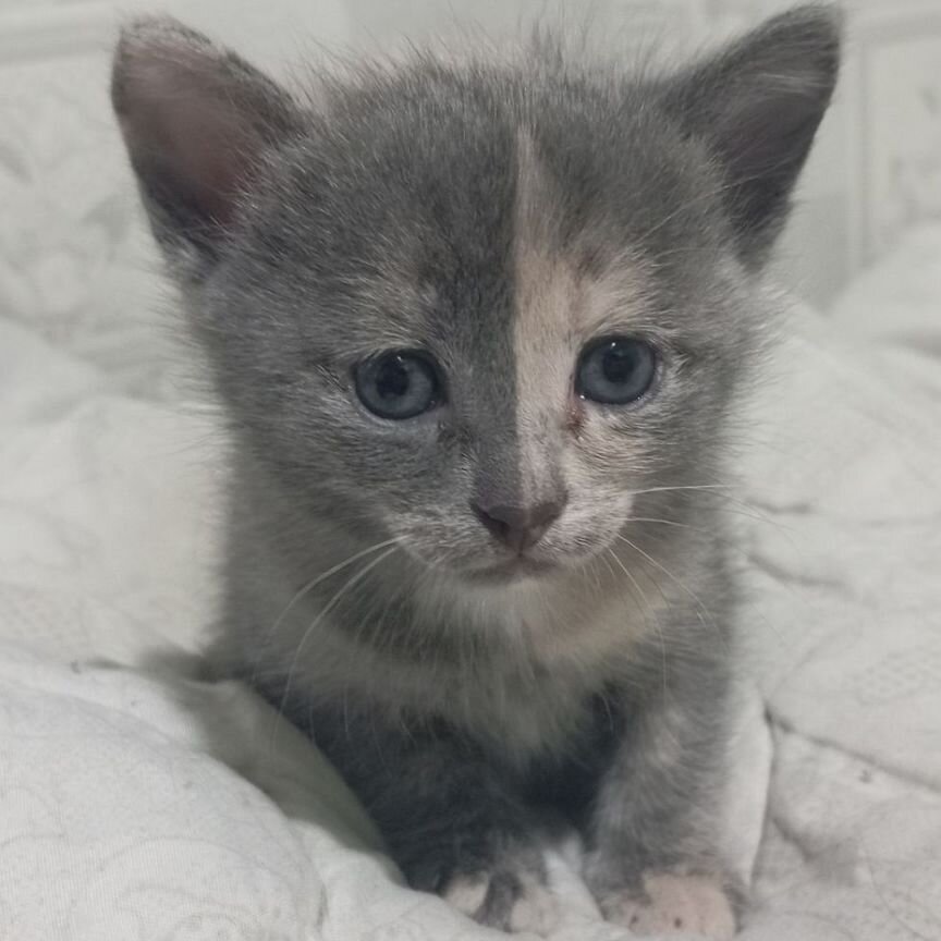 Котята