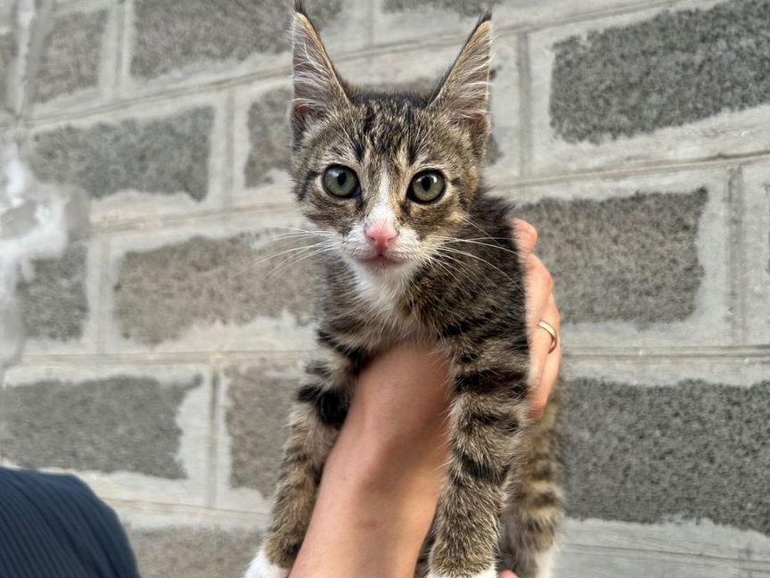 Отдам кота