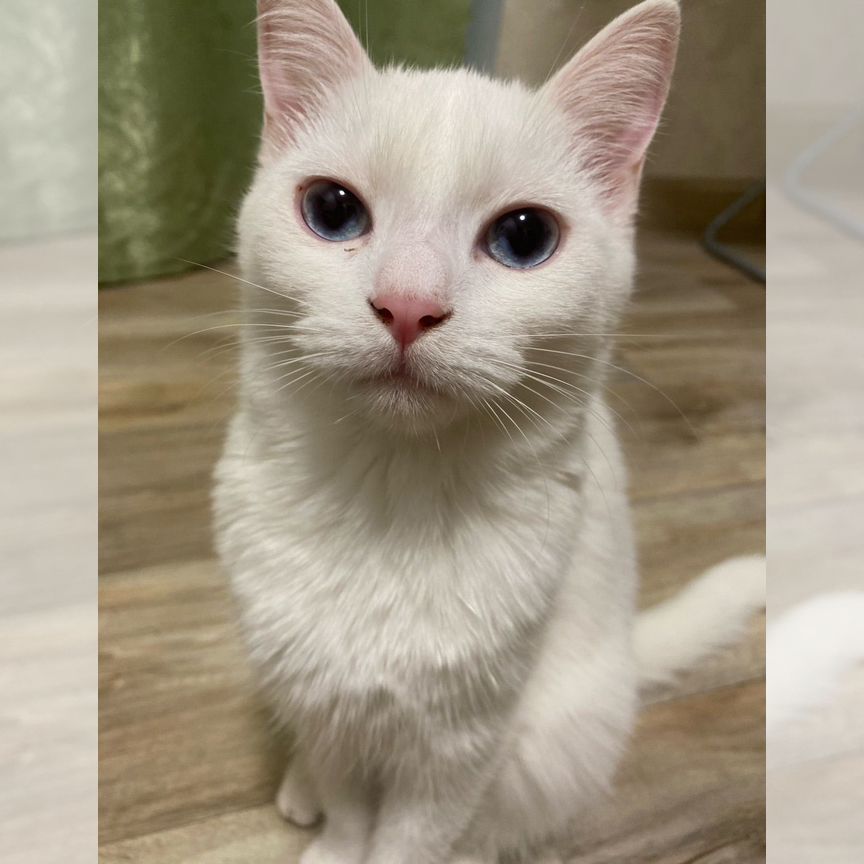 Кошка турецкая ангора