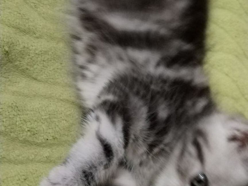 Британские котята