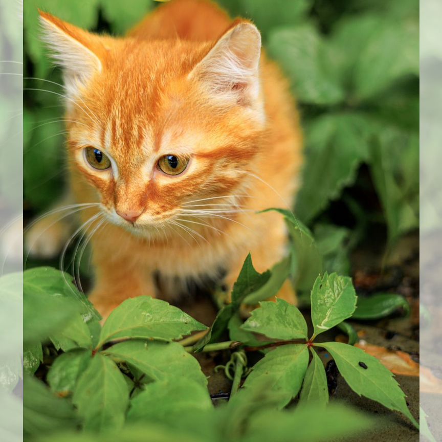 Котенок Сеня 2 месяца с доставкой