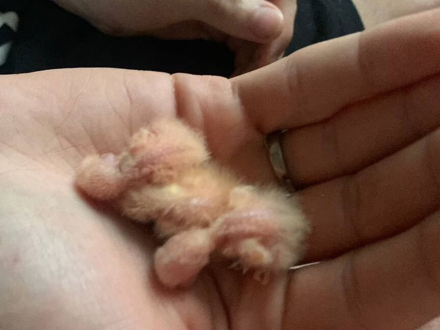 Попугай неразлучники