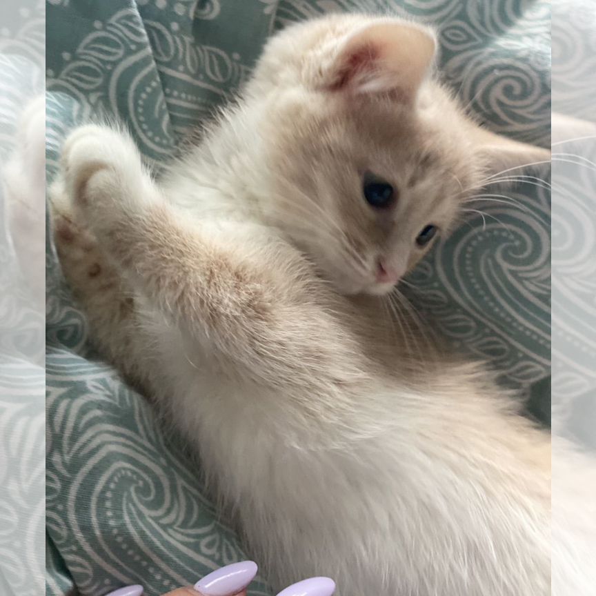 Котенок девочка