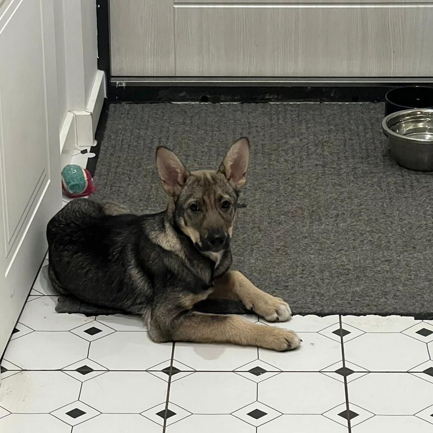 Щенок в добрые руки