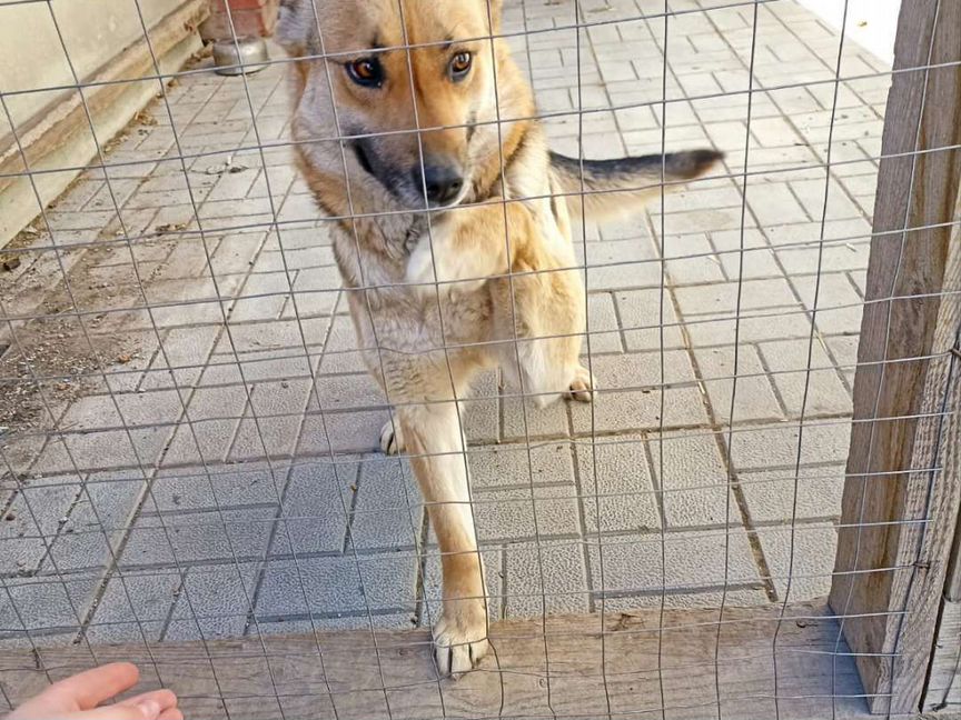 Собака в добрые руки отдам бесплатно