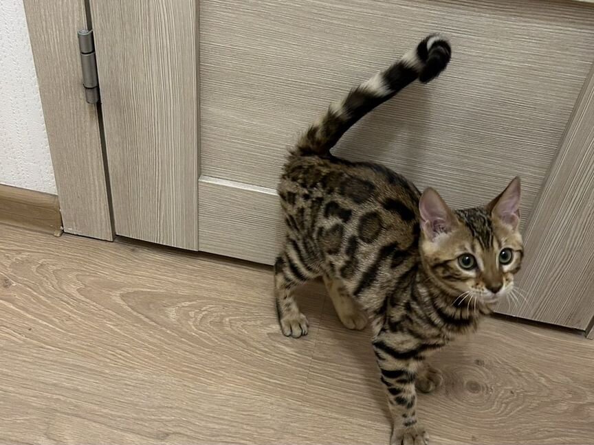 Бенгальская кошка