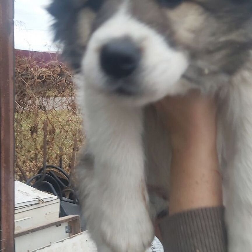 Щенки кавказской овчарки