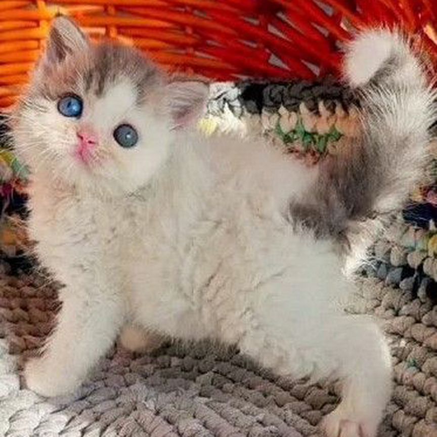 Эксклюзивный мальчик