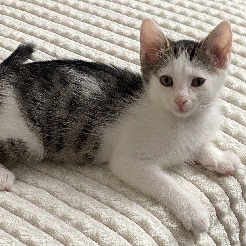 Котёнок в добрые руки