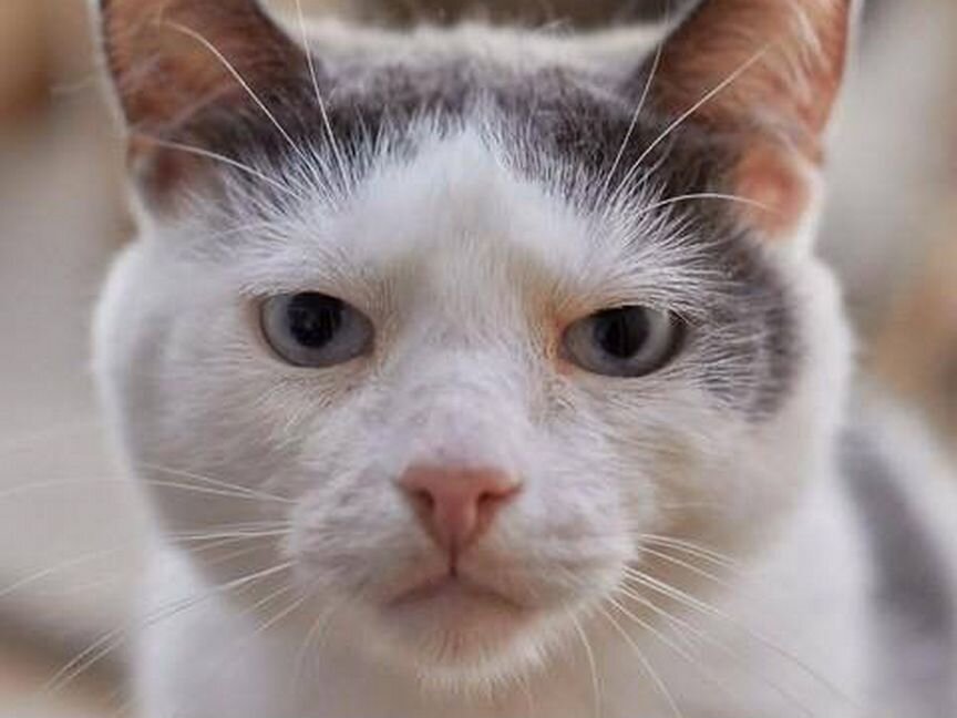 Кот Ошо в добрые руки